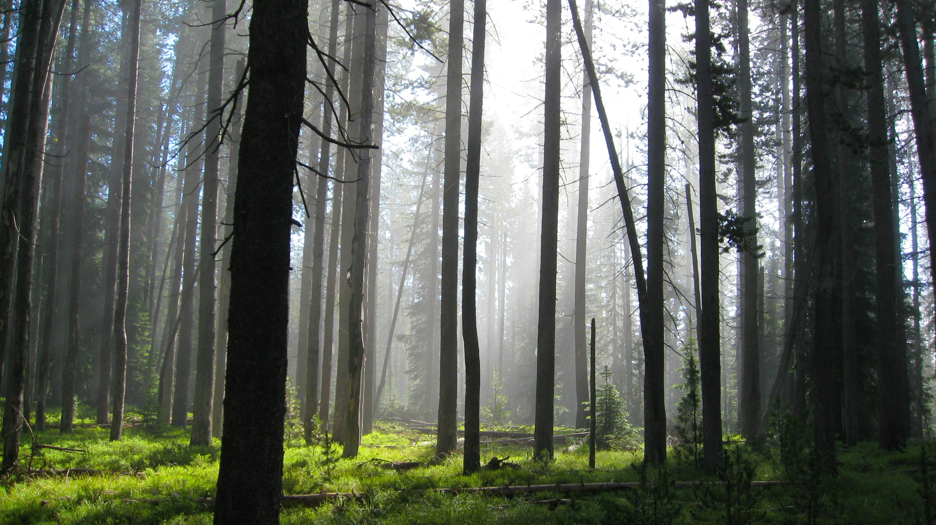 Did You Know this About American Bison? | Defenders of Wildlife